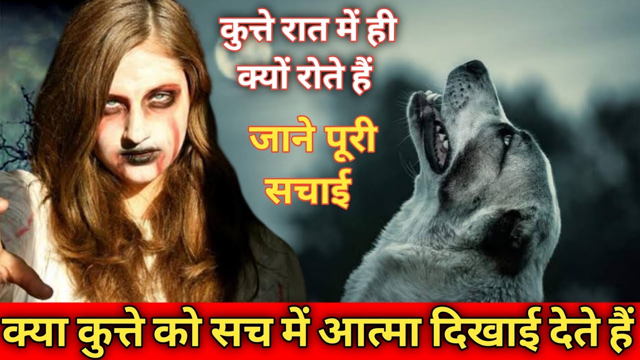 कुत्ते रात में क्यों रोते हैं बताइए / Why Dogs Cry At Night | komal k creator - YouTube