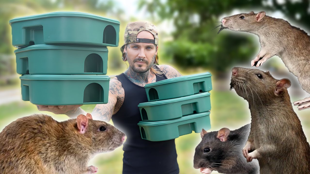 CRAZY RAT INFESTATION AT THE RANCH UPDATE ! - YouTube