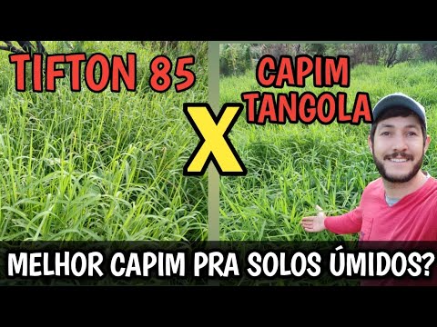 tifton 85 X capim Tangola , qual melhor capim pra solos encharcados ...