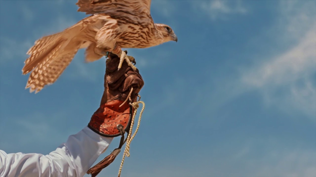 Baladna growing during Qatar Blockade 2017 - YouTube