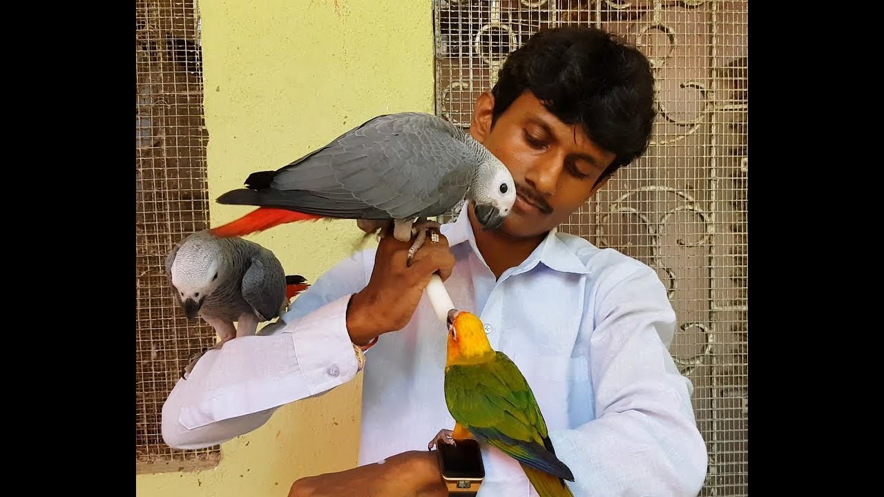 Parrots Birds Amazing Hand Feeding At Bird Farm Aviary / Bird Breeding ...