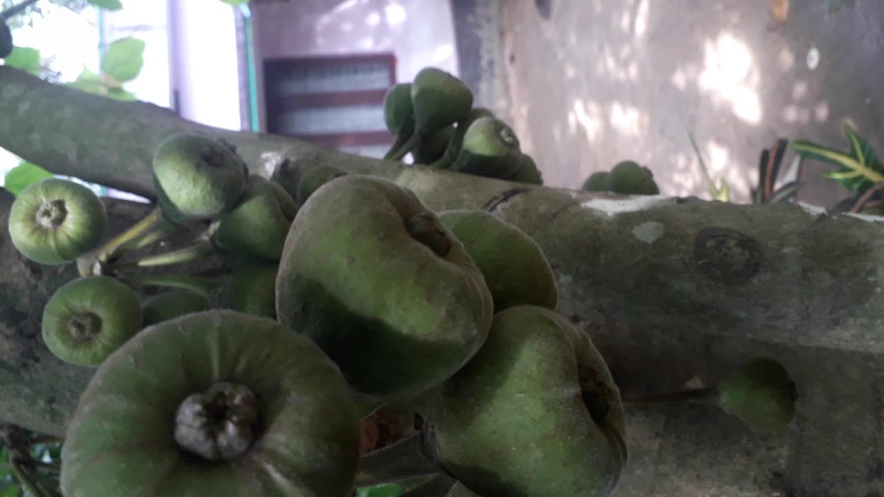 Athi pazham - YouTube