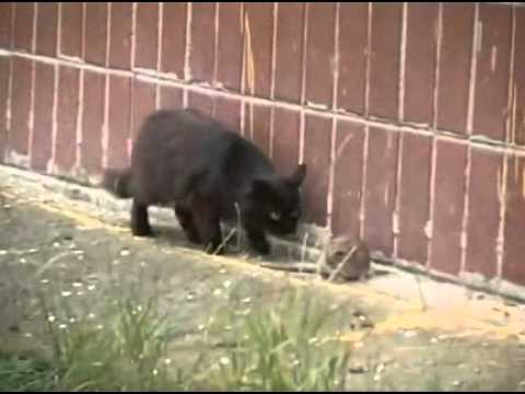 Rato perseguindo Gato - YouTube
