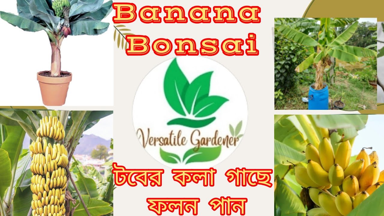 Banana bonsai with fruit | Planting and Caring Of Banana Tree ll কলা ...
