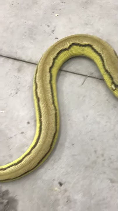 RIP MEDUSA THE RETICULATED PYTHON- SOMETIMES WE CAN'T SAVE THEM ALL ...