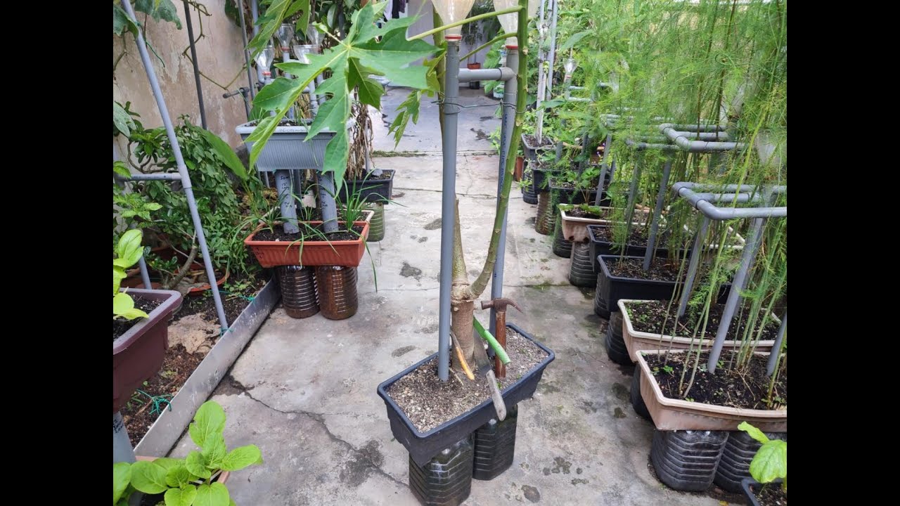 Research on papaya tree planting (Day 720) | 研究木瓜树种植 | Penyelidikan ...