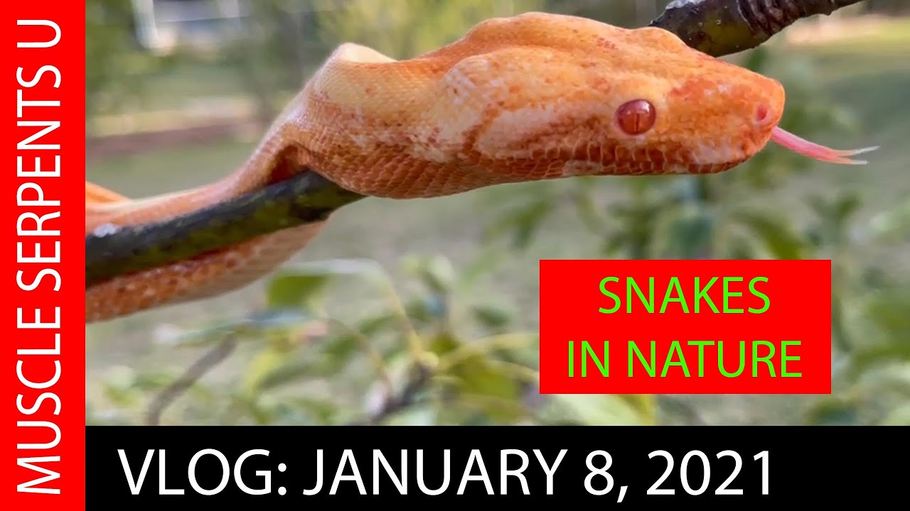 FIRE OPAL BOA CLIMBING TREES? Jan 8, 2021 - YouTube