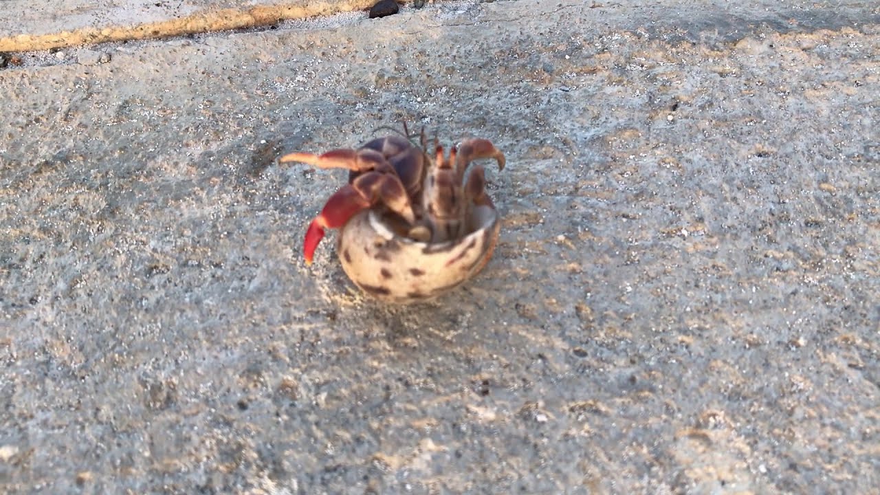 A Caribbean Hermit Crab takes a ride into an empty sea snail shell - YouTube