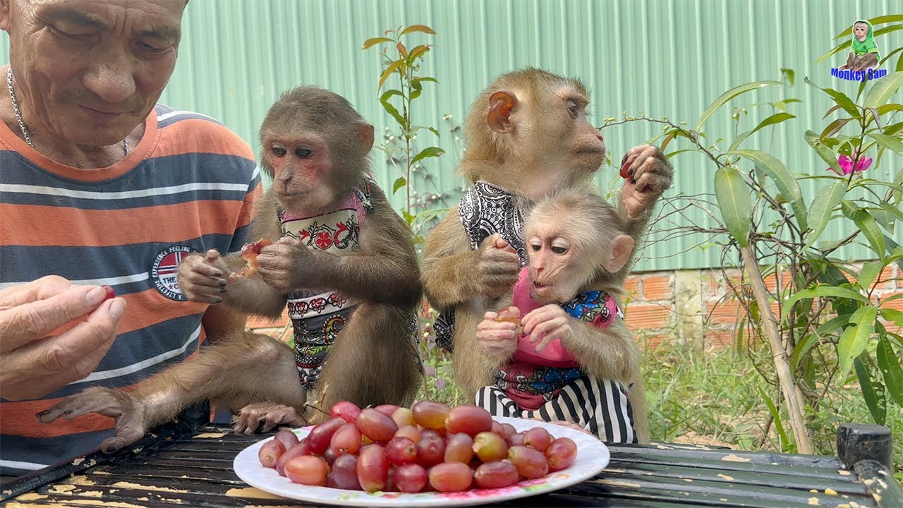 Grandpa bought a lot of fresh grapes for monkey baby to enjoy - YouTube