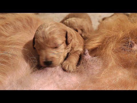 Hungry Newborn Baby Puppies Nursing Mommy's Milk | Cutes Newborn Puppies Video