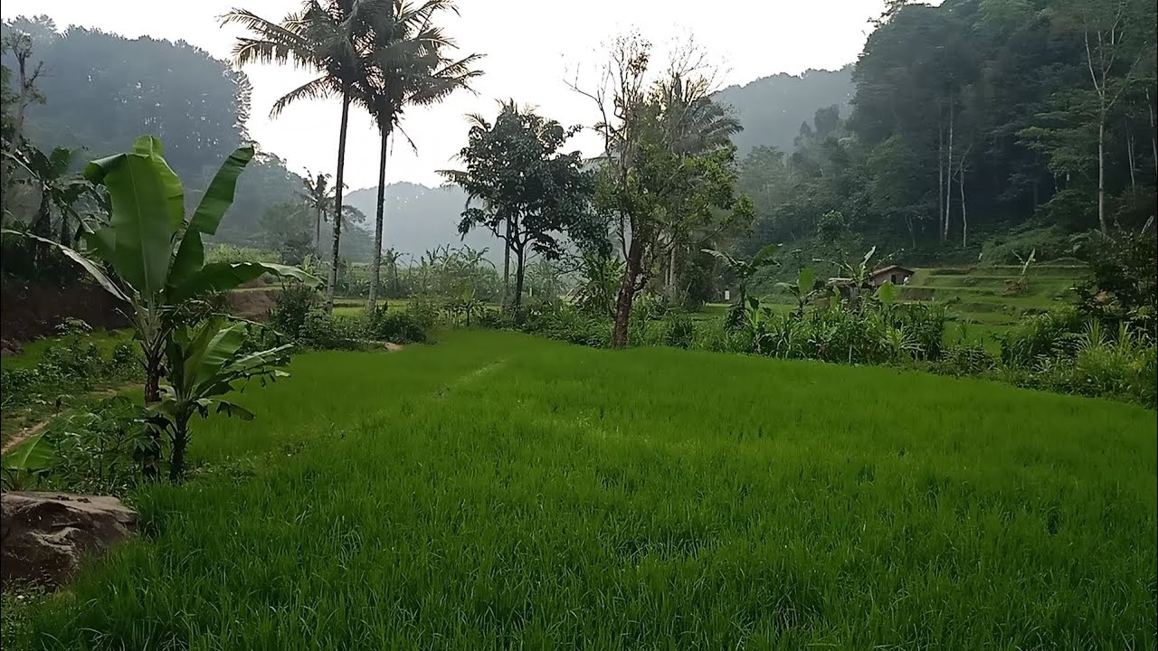 SUASANA PEDESAAN DESA WISATA KAMPUNG CIWALUH wisata pedesaan desa wates ...