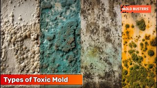 Know The Different Types Of Molds