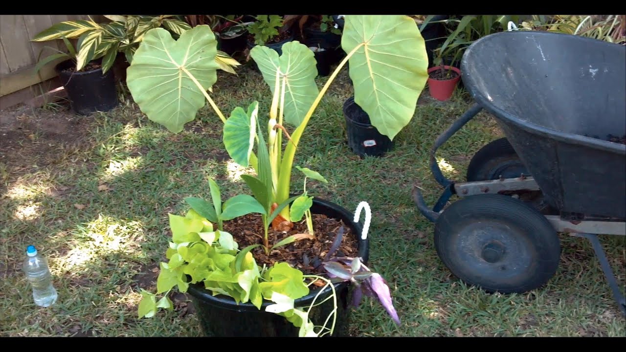 Creating a Palm Tree Planter - YouTube