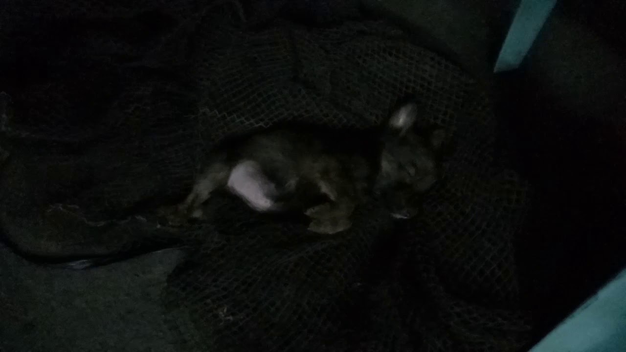 Mimi Sleeping On The Net (January 13, 2020) - YouTube