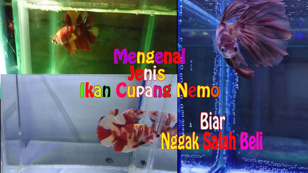 Mengenal Jenis Cupang Nemo || Cupang Mewah - YouTube