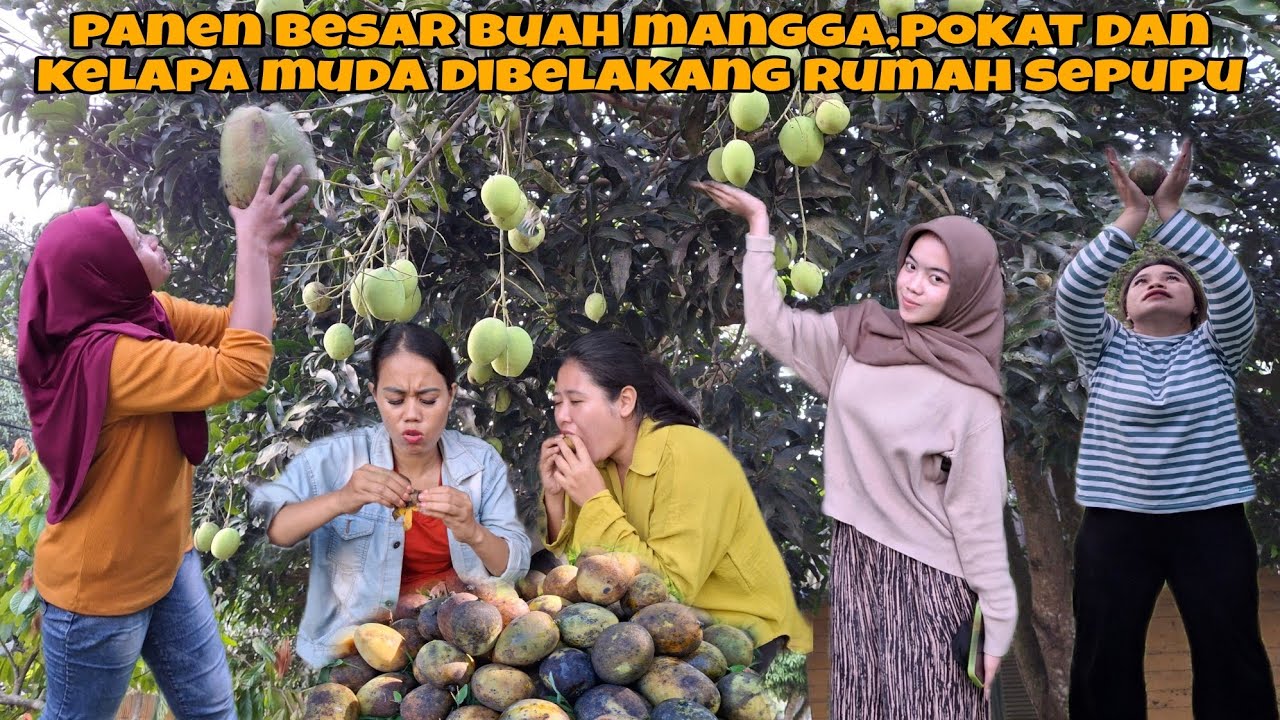 TIM HOBAH BERBURU BUAH-BUAHAN DI BELAKANG RUMAH SEPUPU BAWA SATU GONI MANGGA - YouTube