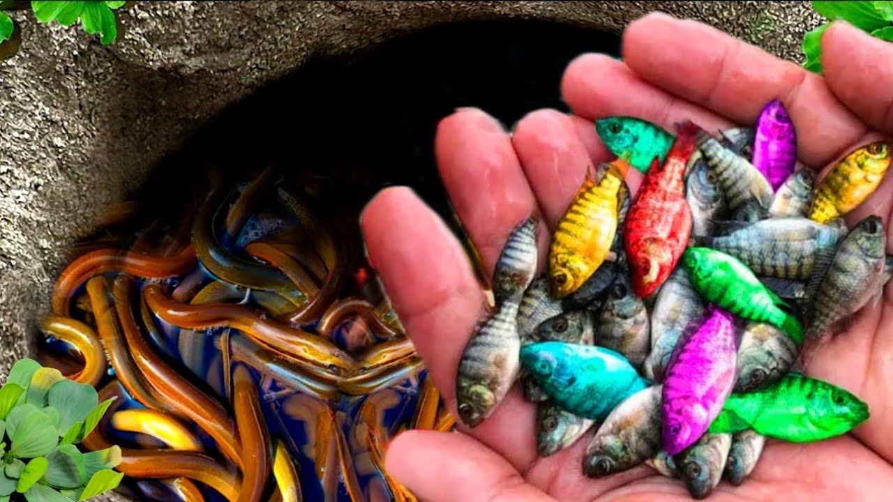 Catching Strange Fish In Giant Surprise Colorful koi, Kim Kim Fish ...