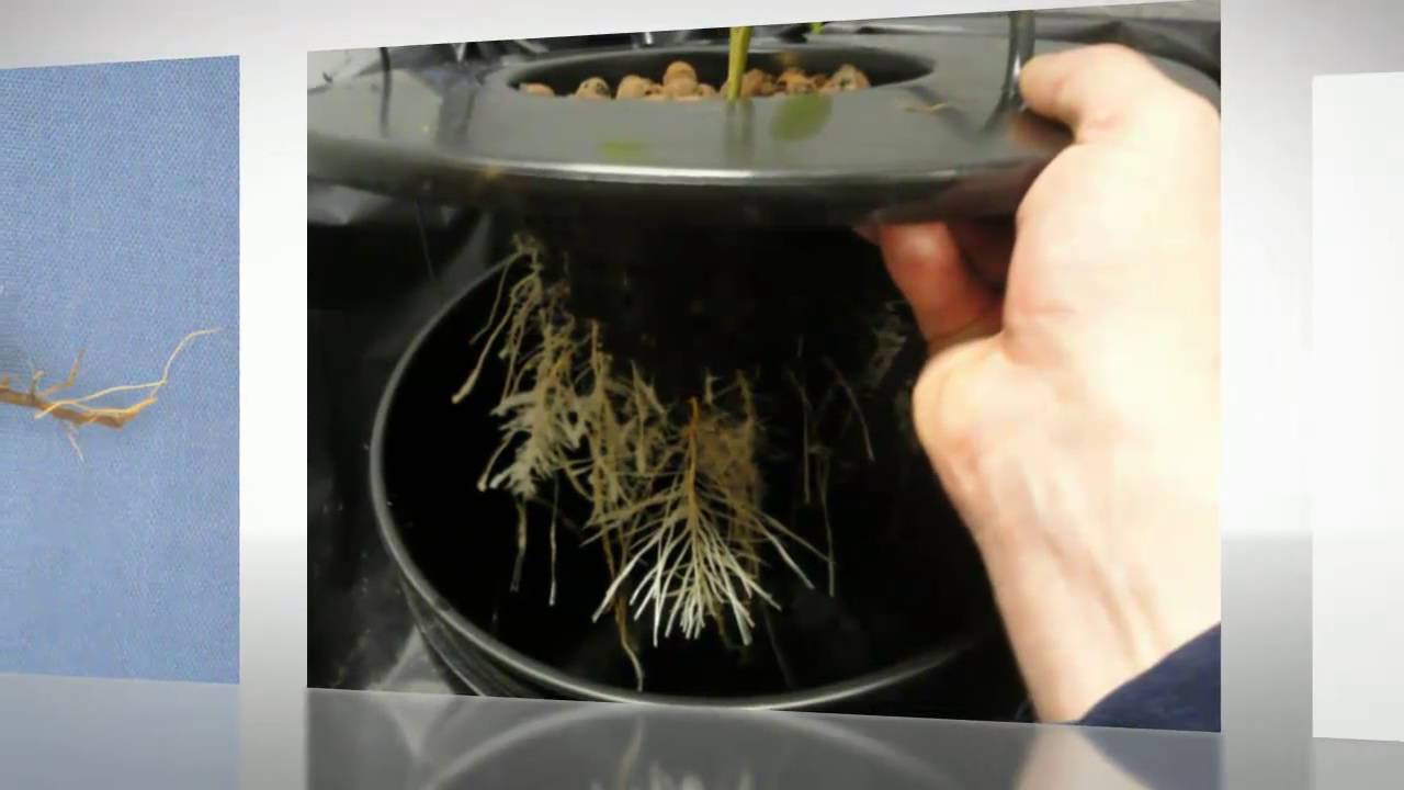 Avoiding Root Rot | Hydroponics Nova Scotia - YouTube