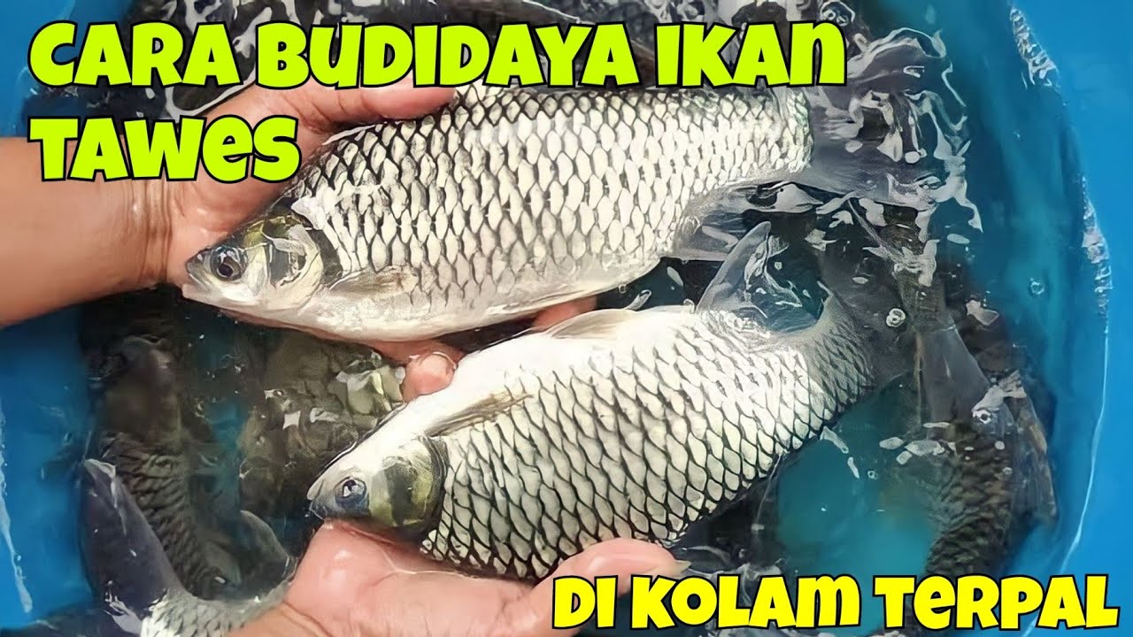 CARA BUDIDAYA IKAN TAWES DI KOLAM TERPAL, MUDAH DAN MENGHASILKAN. - YouTube
