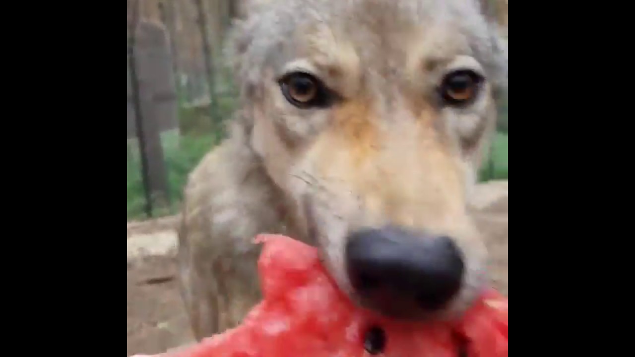 Wolf Eating A Watermelon - YouTube