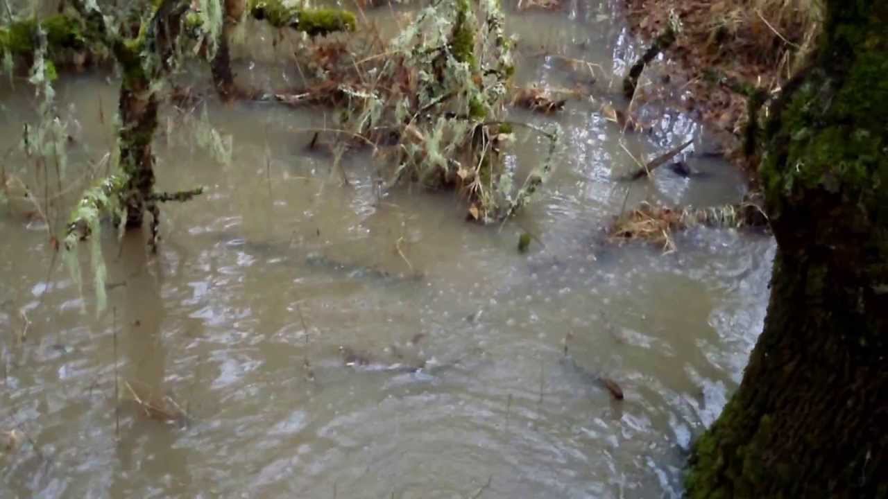 Bubbling in Swamp - Finley National Wildlife Refuge - Corvallis, Oregon ...