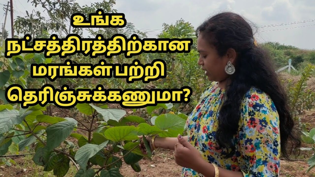 27 நட்சத்திர மரங்களும் ஒரே இடத்தில் | 27 நட்சத்திரங்களுக்கு ஏற்ற ...
