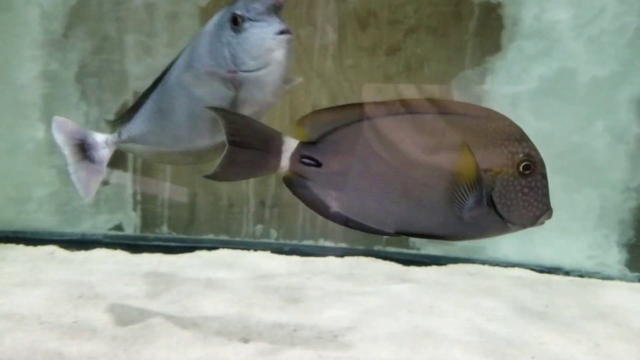 Maculiceps Tang $259 - Sumatra - YouTube