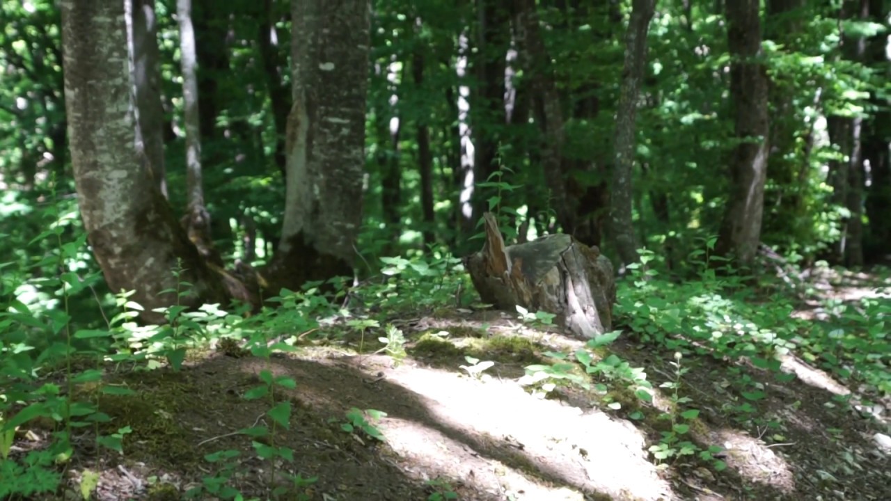 Sound of forest - YouTube