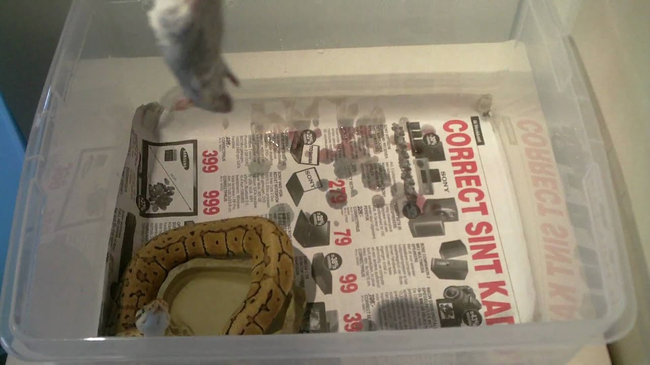 Lemon Blast Ball Python feeding - YouTube