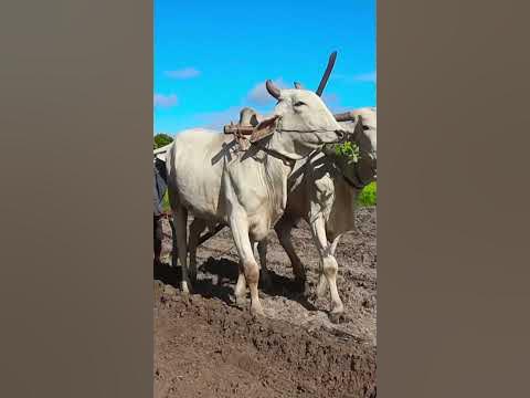planting Java Potato Cows plowing #video #4k #shorts - YouTube