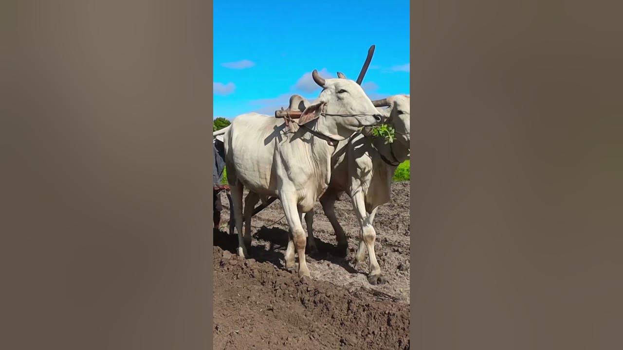 planting Java Potato Cows plowing #video #4k #shorts - YouTube