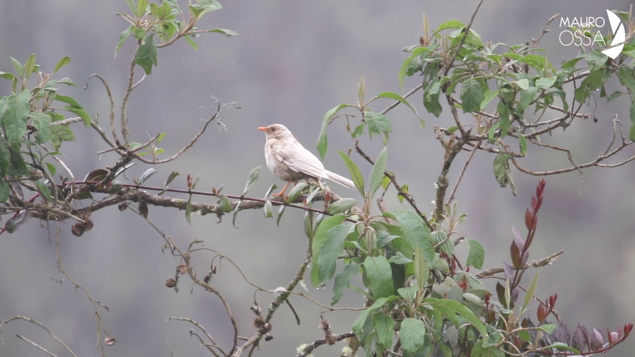 Mirla Patinaranja/Great Thrush/Turdus fuscater - YouTube