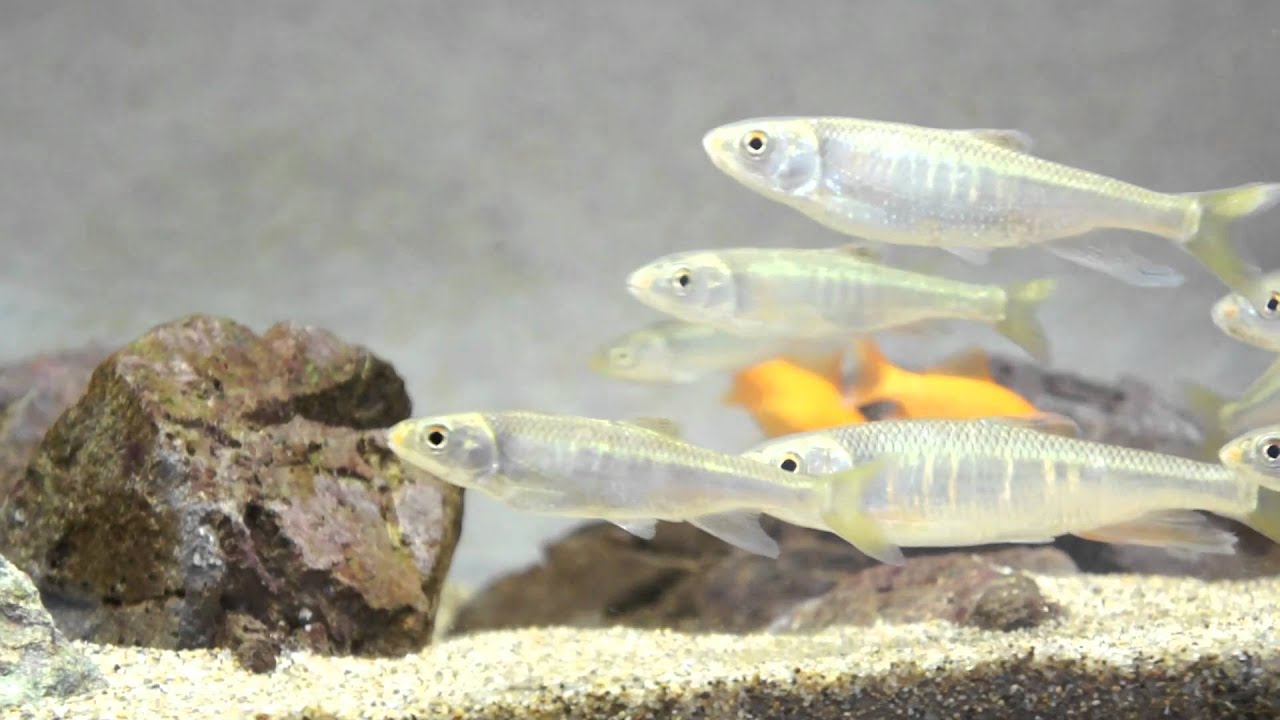 オイカワ: Japanese traditional fish in clear streams: Zacco platypus - YouTube