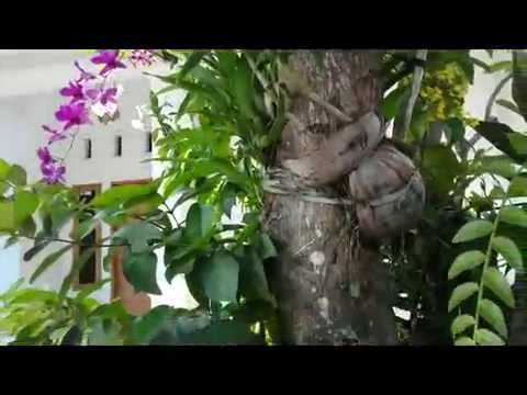 Dendrobium Orchids Grow Well on a Mango Tree - YouTube
