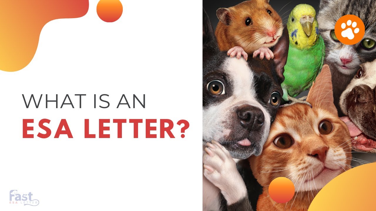 What is an Emotional Support Animal letter "ESA letter" and why you ...