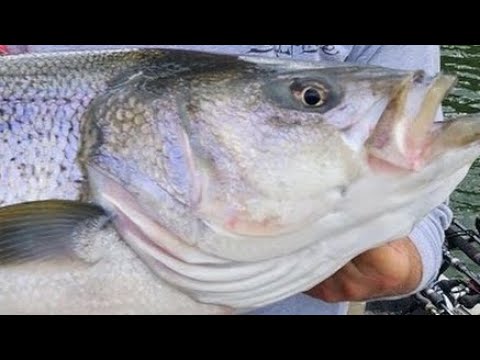 WHAT CAUSED THIS INCREDIBLE BIG-HEADED MONSTER - YouTube