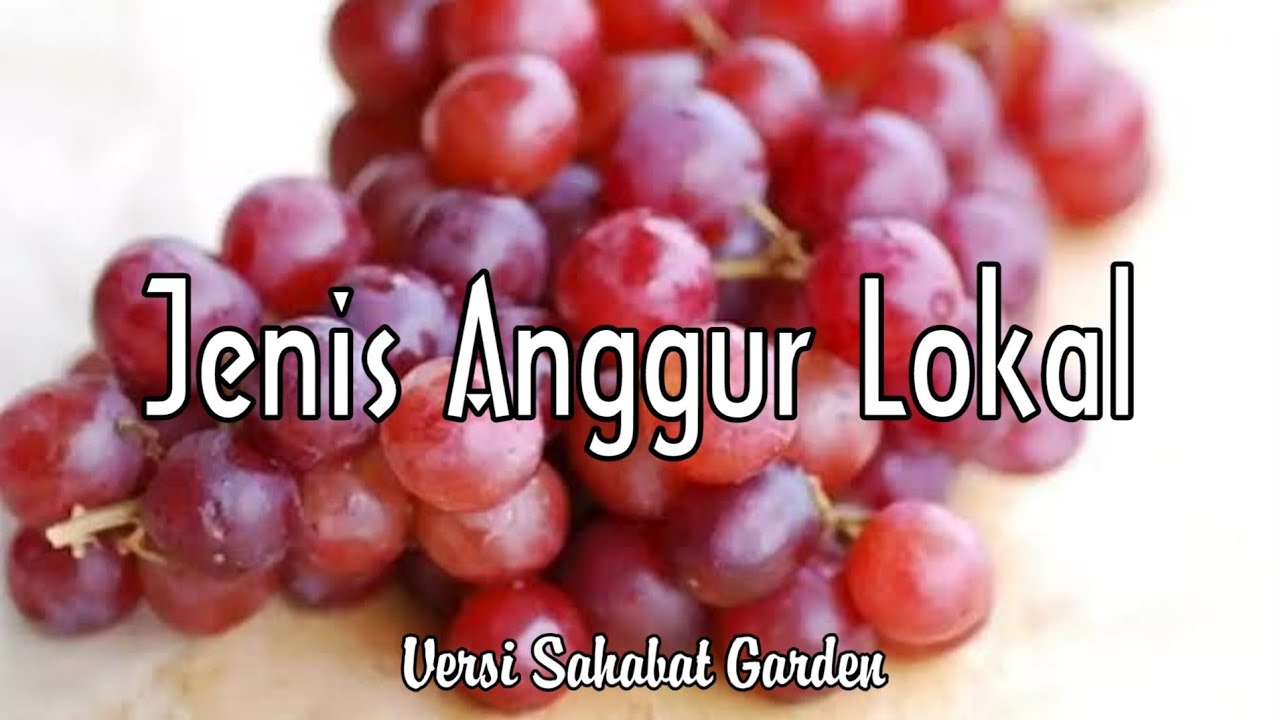 Anggur Lokal dan kadar gula 🍇 - YouTube