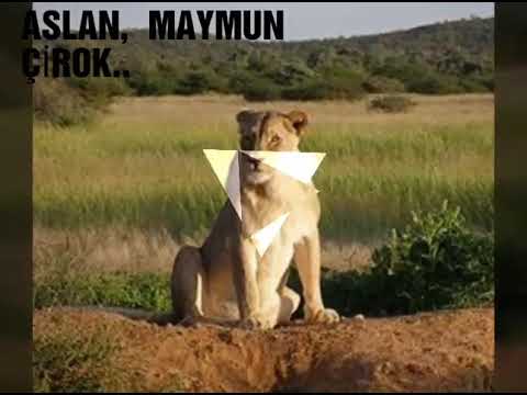 ÇİROK'A ASLAN U MEYMUN