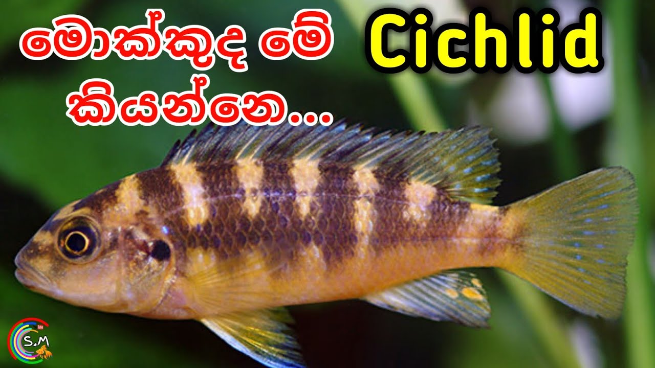 Facts about Cichlids | MAIN cichlid TYPES - YouTube