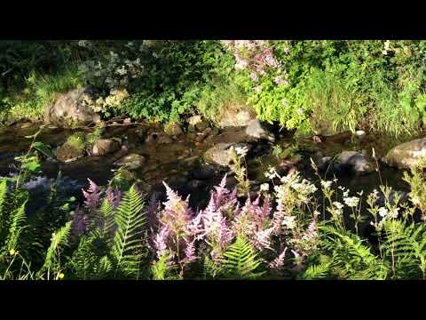 Natural Water Sound Relax Easy Sleep - Thư Giãn Dễ Ngủ Với Âm Thanh Nước Chảy Tự Nhiên #Relaxing
