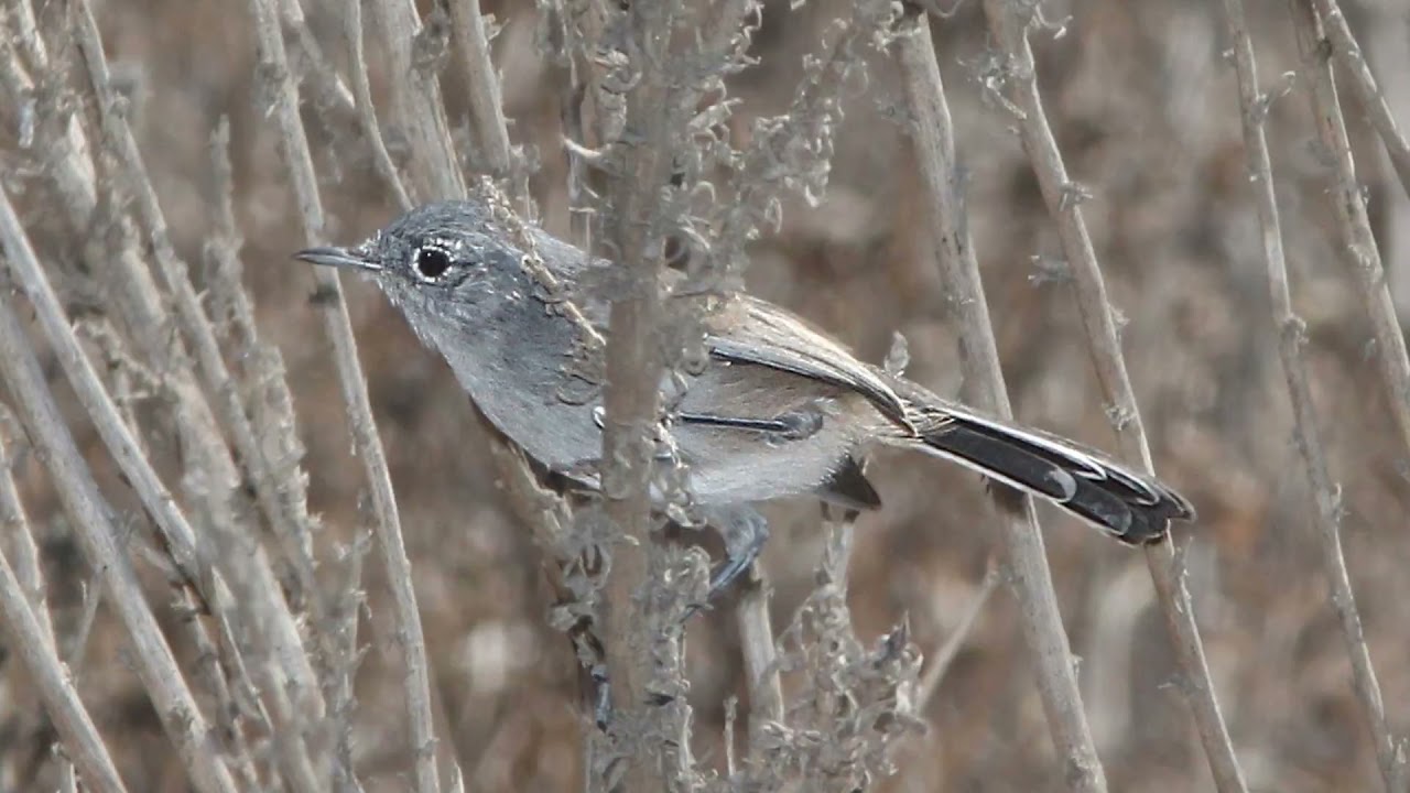 California Gnatcatcher Sound Video: Bird Songs Western North America ...