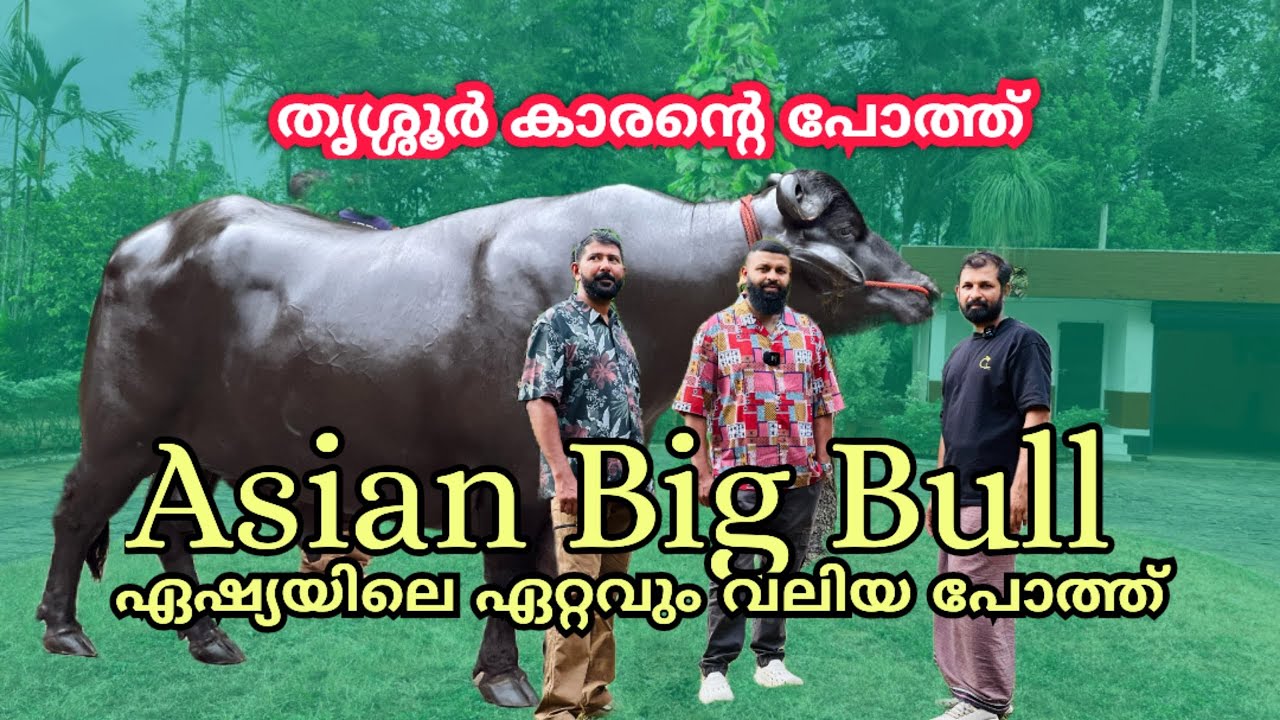 ഏഷ്യയിലെ ഏറ്റവും വലിയപോത്ത് തൃശ്ശൂര്കാരന്റെ കയ്യിൽ ആനയുടെ വലിപ്പം Big ...