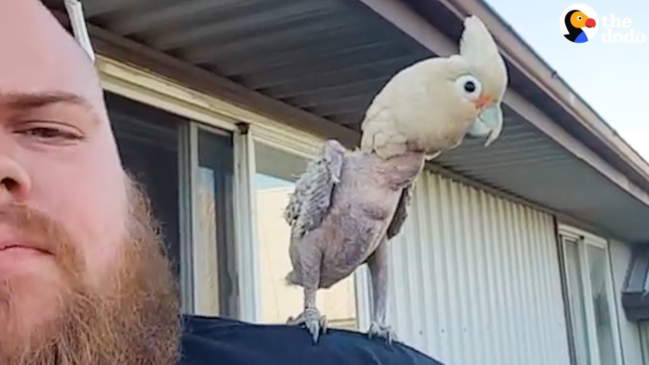 Cockatoo Loves To Dance With Dad | The Dodo - YouTube
