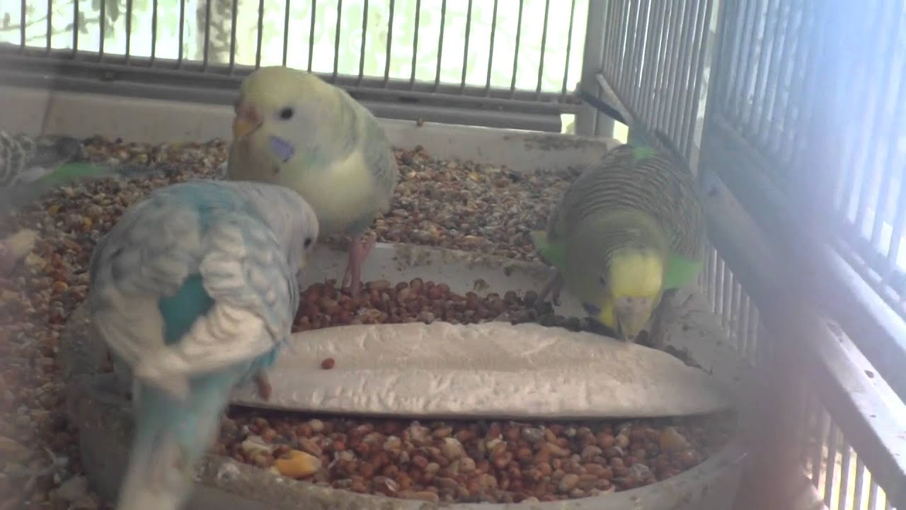 Female Budgies/Parakeets Eating Cuttlebone(Волнистых попугаев) - YouTube