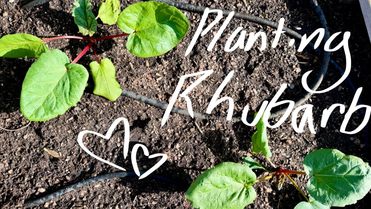 Planting Rhubarb in Planter Box - April in Asheville! - YouTube