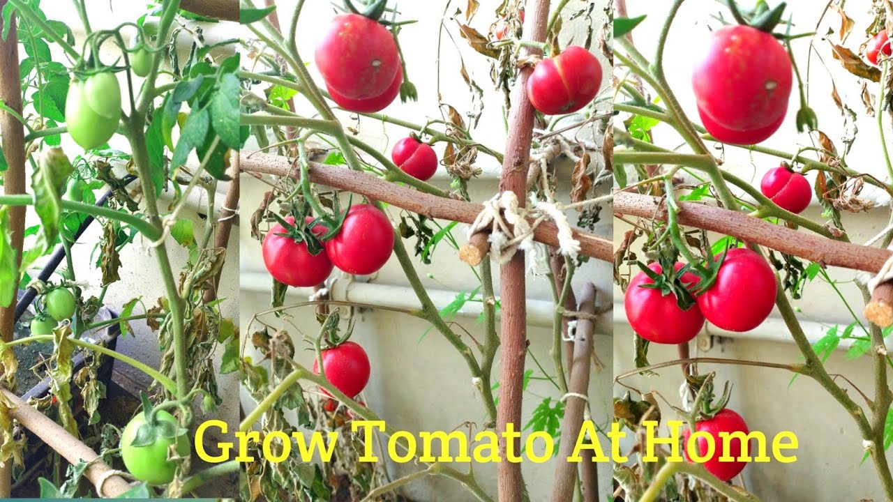 How to Grow Tomato At Home | COMPLETE GUIDE SEEDS TO HARVET - YouTube