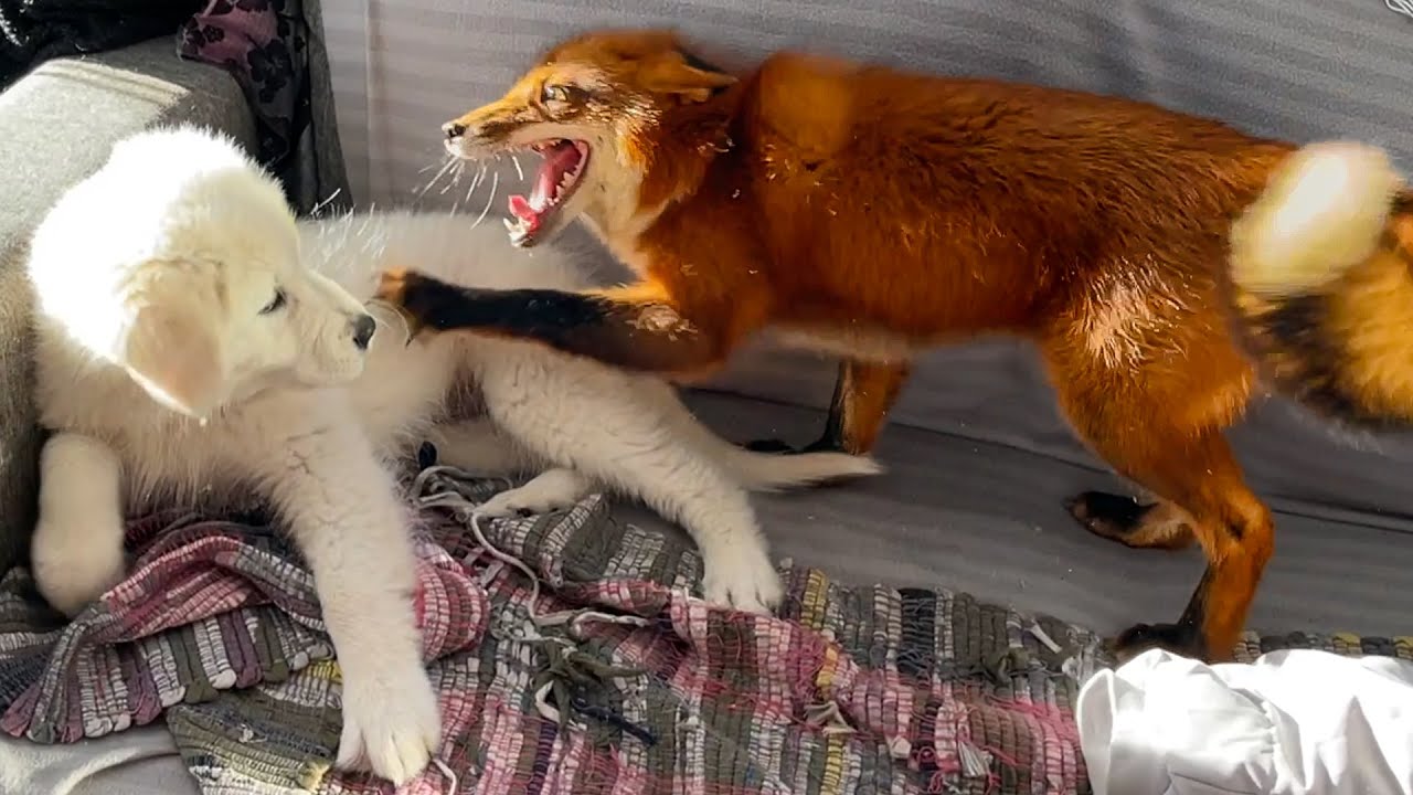 Fox and Dog Fight 🦊🆚🐶 - YouTube
