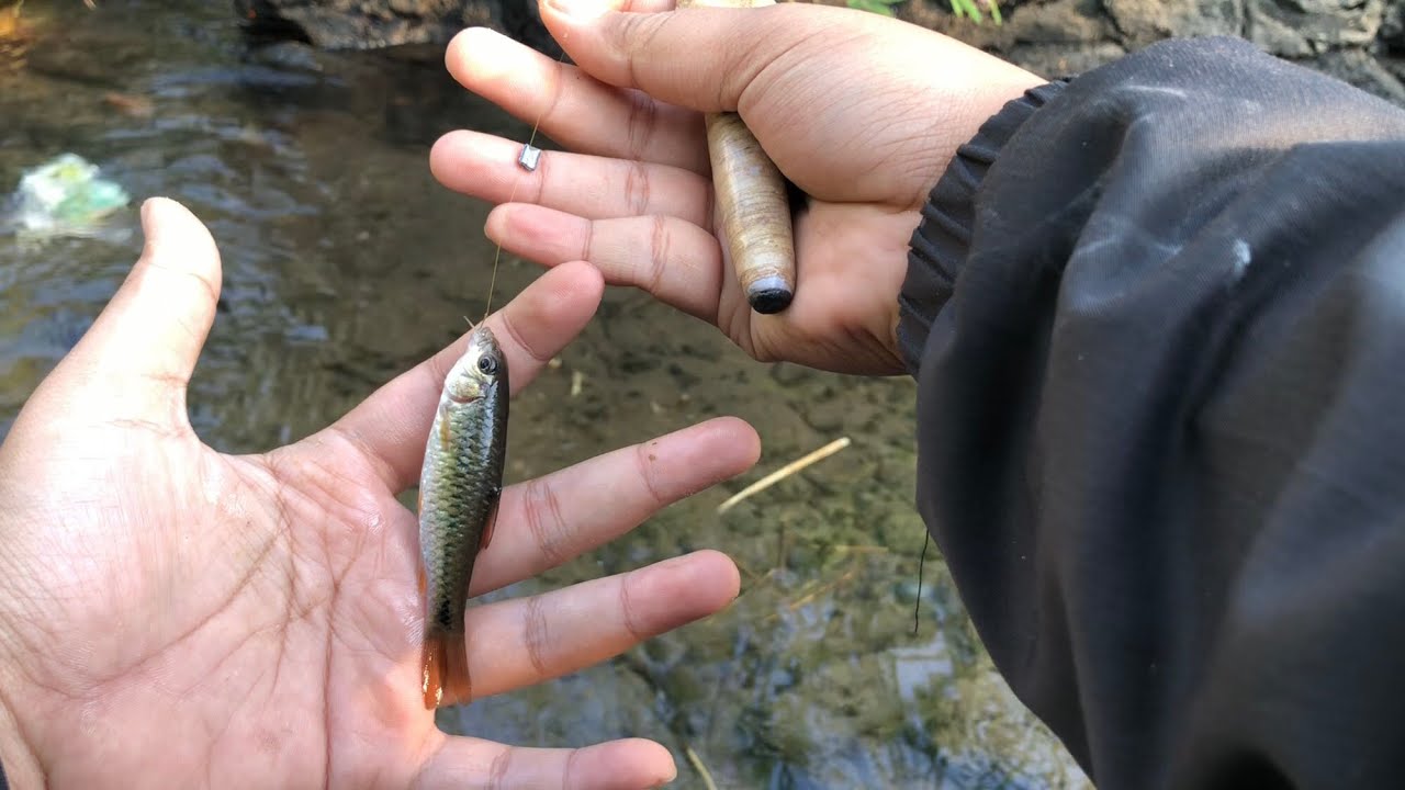 tanago microfishing - YouTube