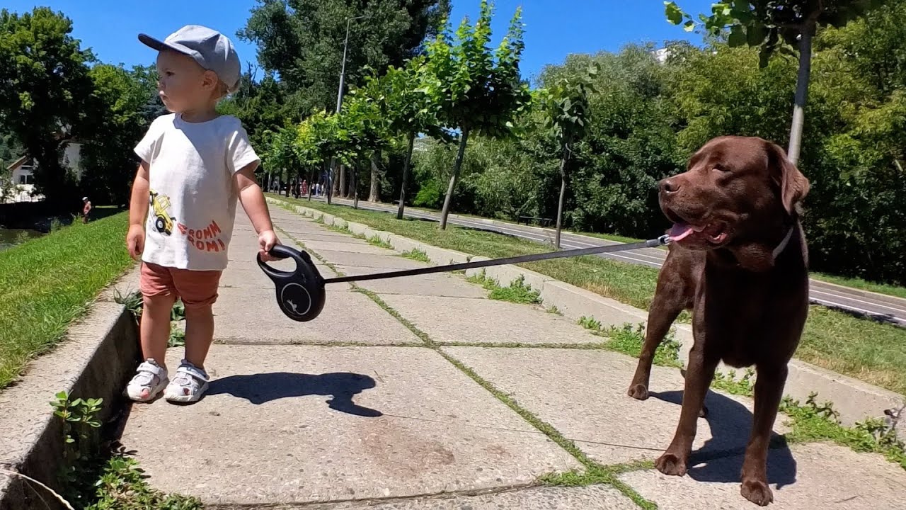 Baby Walks His Giant Labrador on a Sunny Day - YouTube
