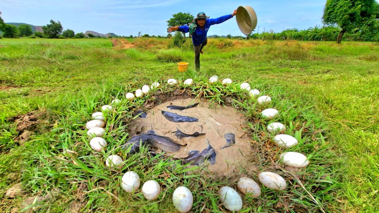 Amazing Fishing! Fishermen pick up fish eggs by hand in the rice fields ...